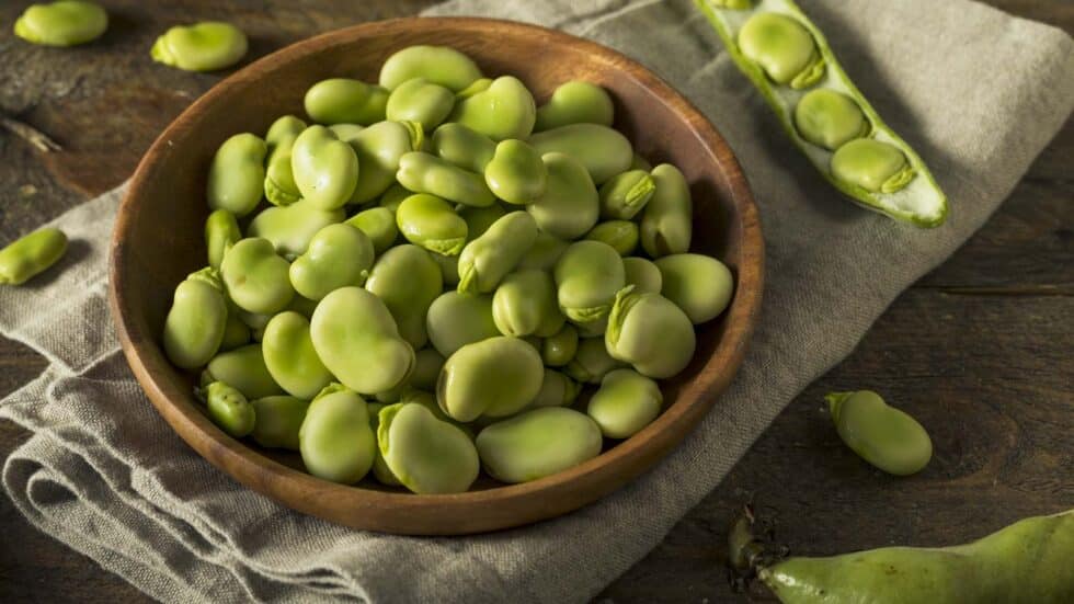 What is fava bean protein isolate? - Eurosoy